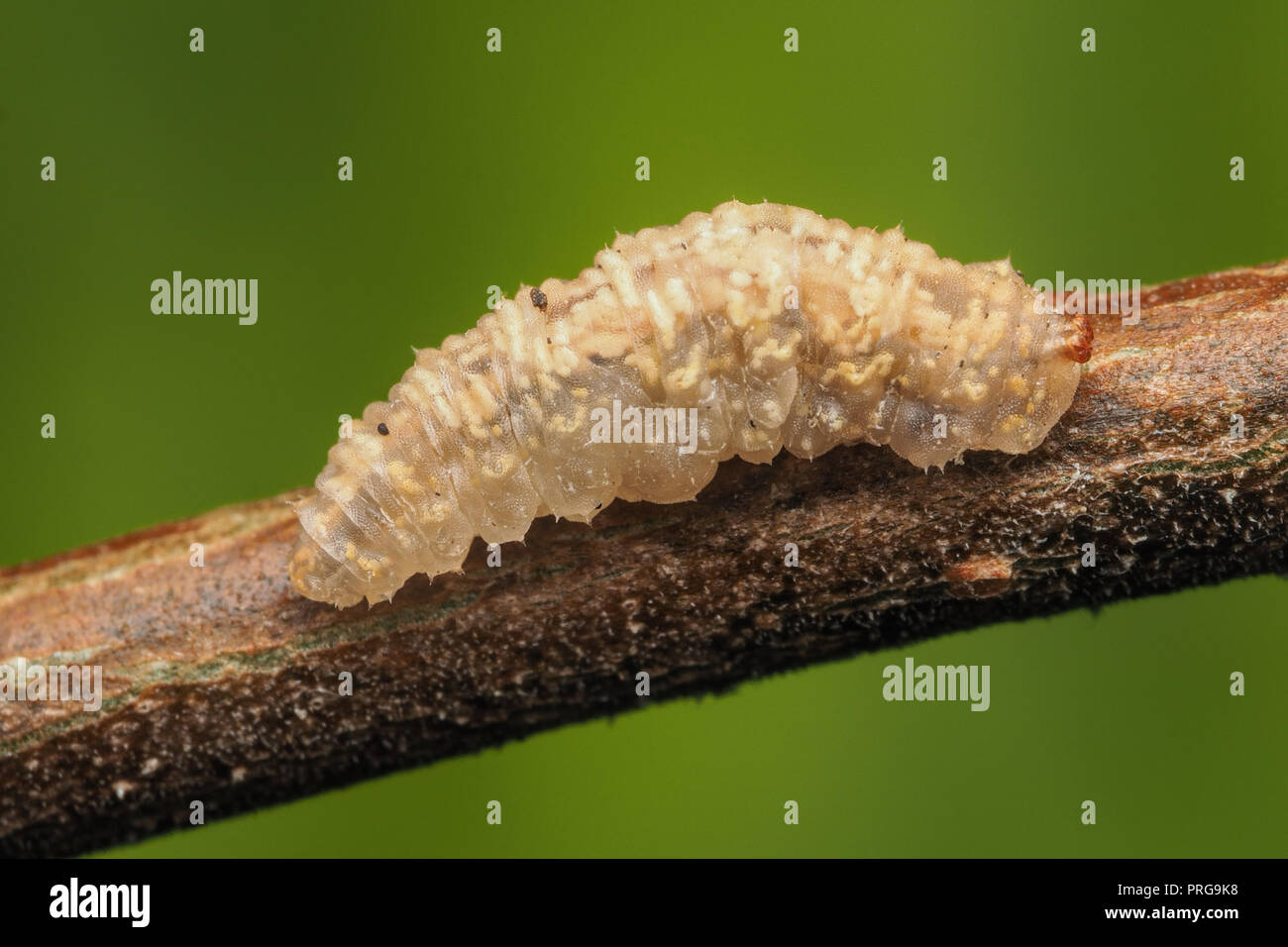 Hoverfly larvae hi-res stock photography and images - Alamy