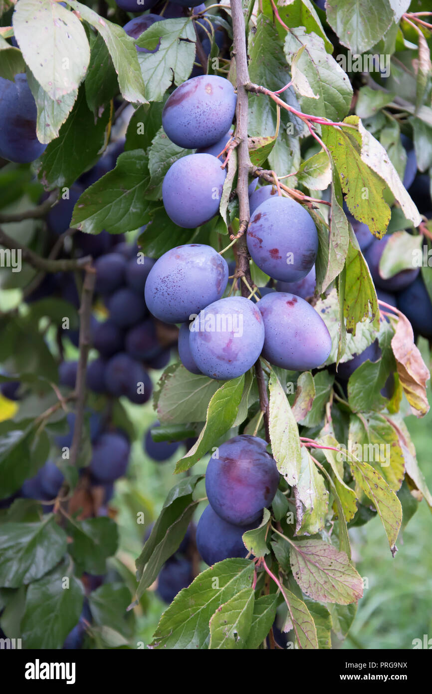 Bunch of ripe common plums hanging on a twig of a plum tree Stock Photo ...