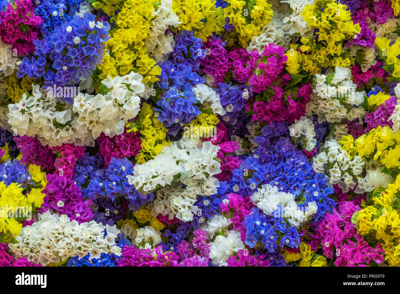 Caspia plant hi-res stock photography and images - Alamy