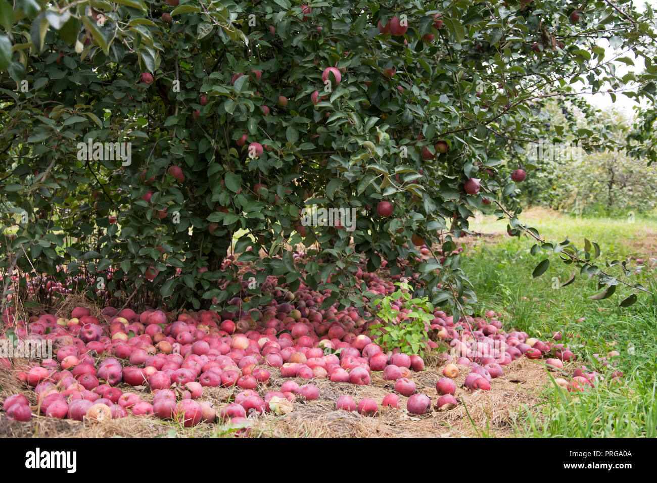 Apple tree ground apples grass hi-res stock photography and images - Alamy