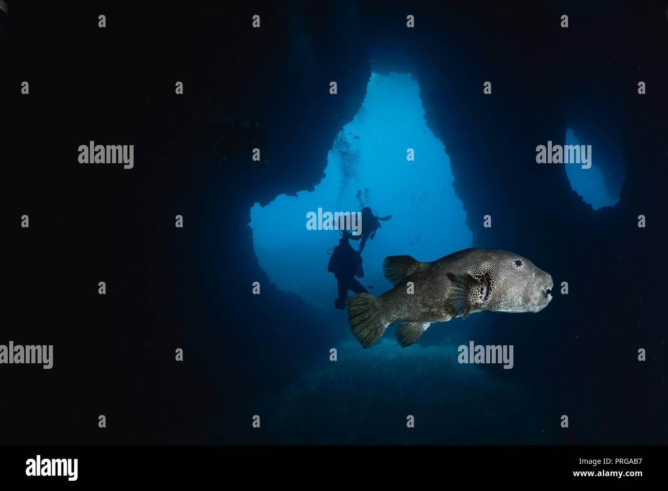 Fish in Cave Scuba Diving Stock Photo - Alamy