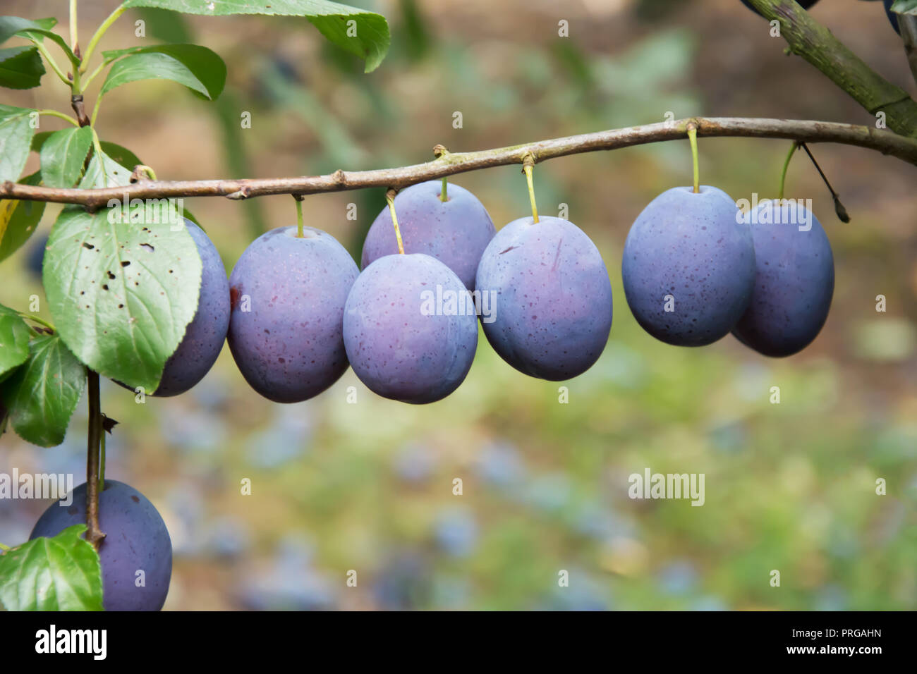 Plums hanging hi-res stock photography and images - Alamy