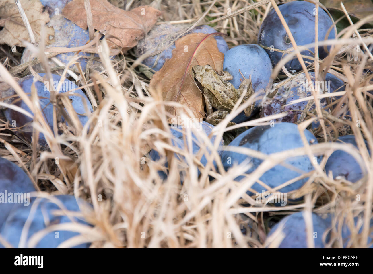 Windfall of blue common plums lying on the ground with a frog, dry ...