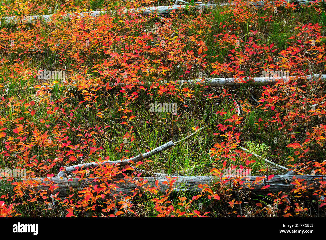 The forest floor in Yellowstone National Park Stock Photo - Alamy