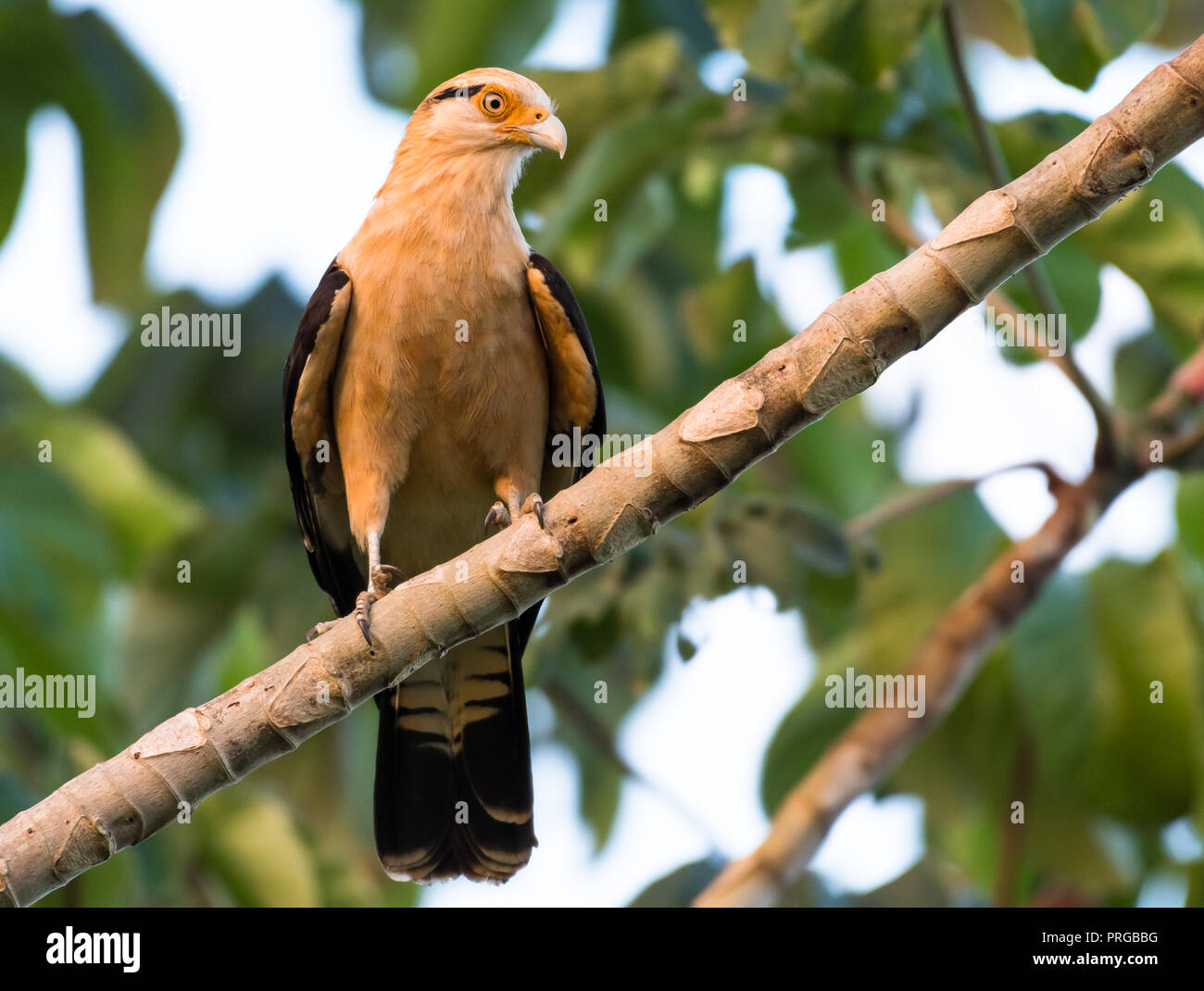Large yellow tree trinidad hi-res stock photography and images - Alamy