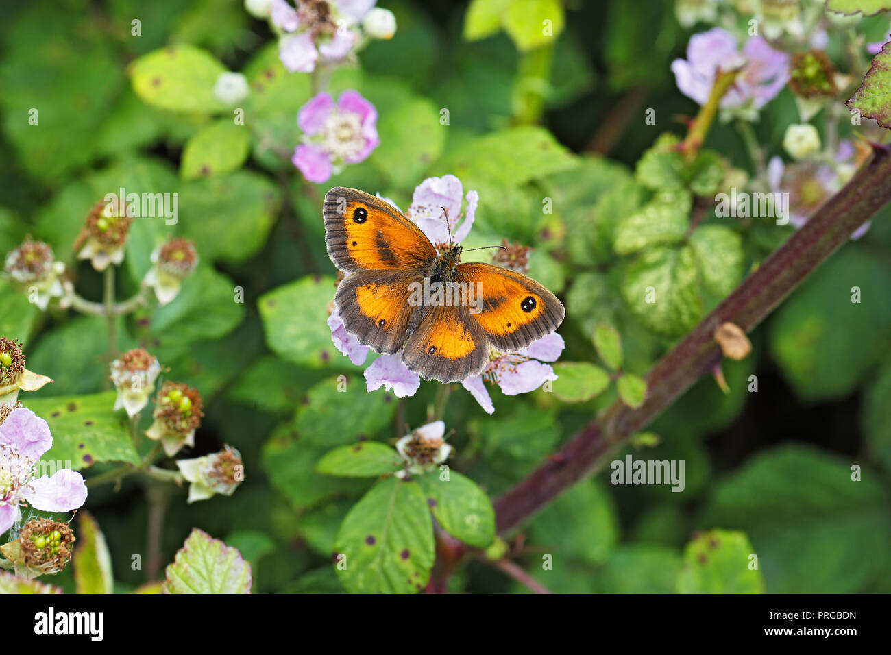 Gatekeeper Butterfly (Pyronia tithonus) male feeding on Bramble (Rubus ...