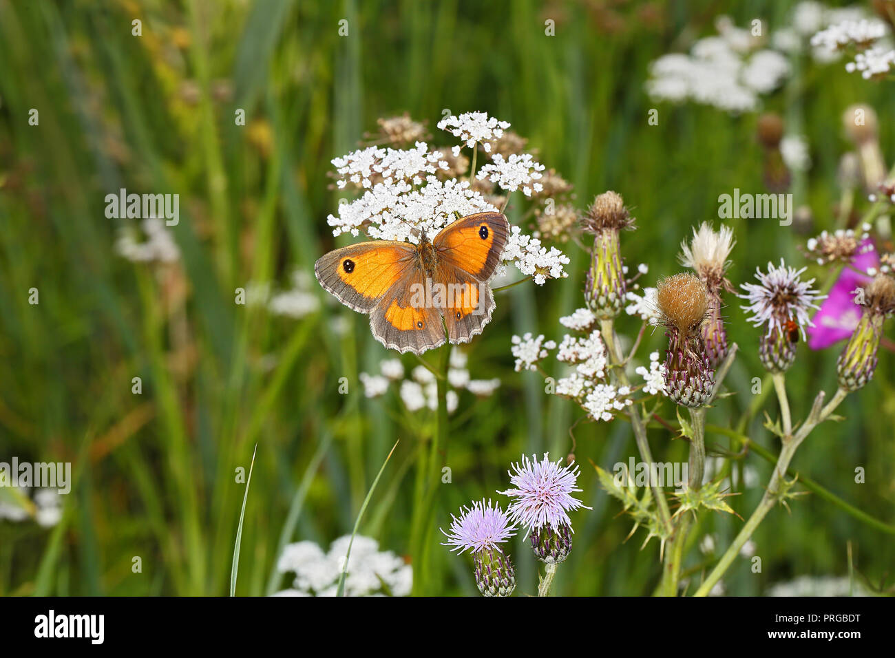 Britain england gatekeeper hi-res stock photography and images - Alamy