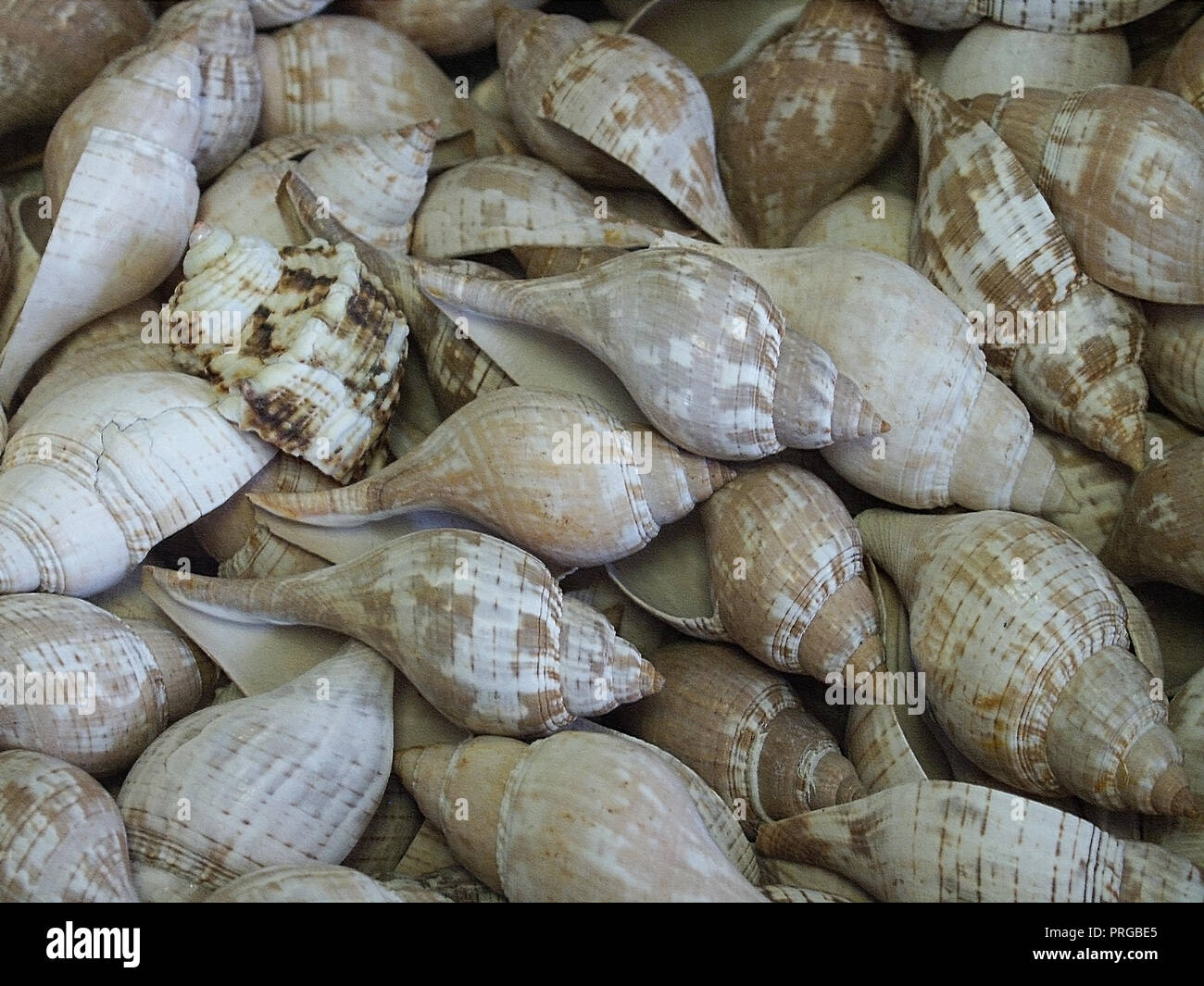 Bunch of cerith shells. Background Stock Photo - Alamy