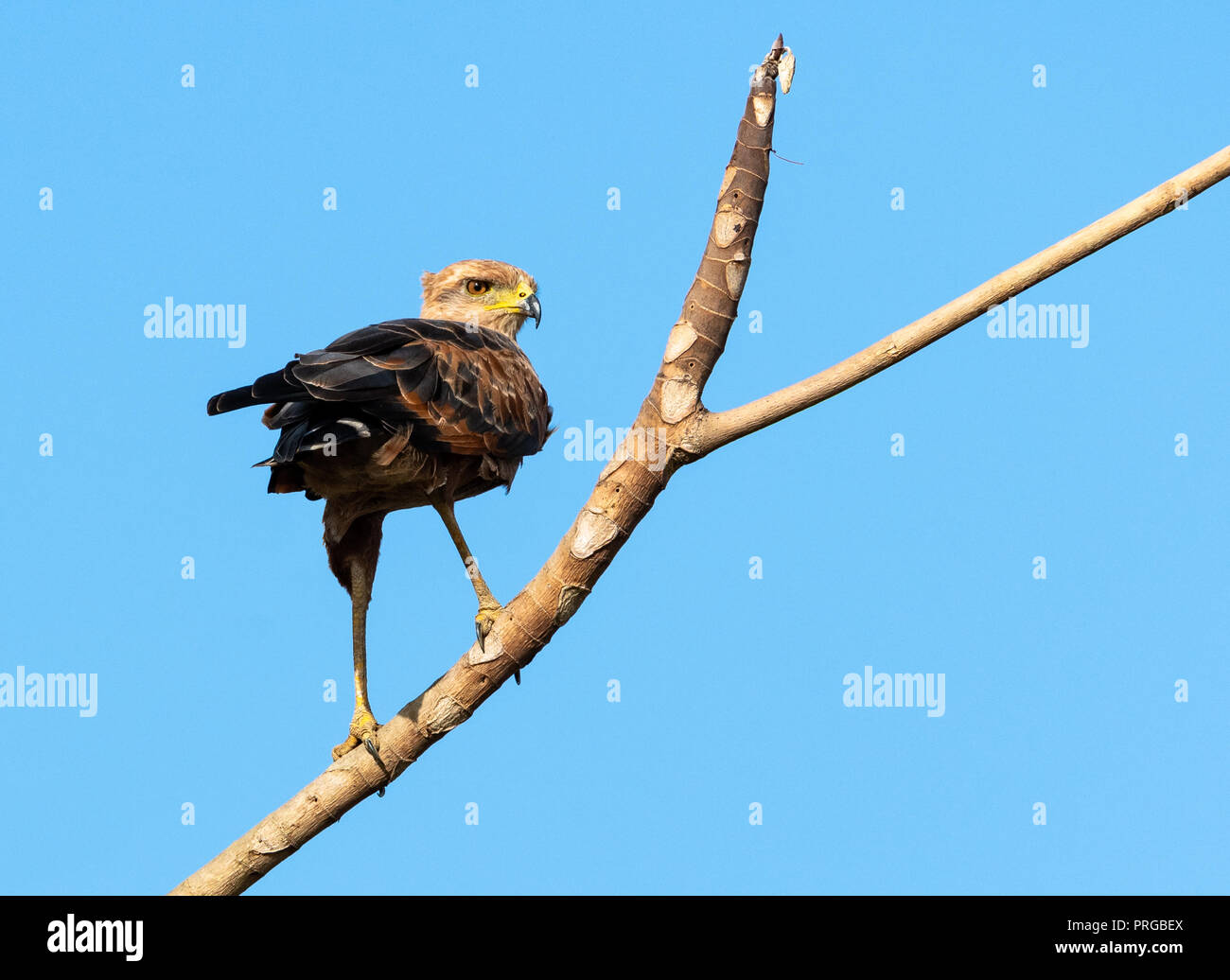 Trinidad Savannah High Resolution Stock Photography and Images - Alamy