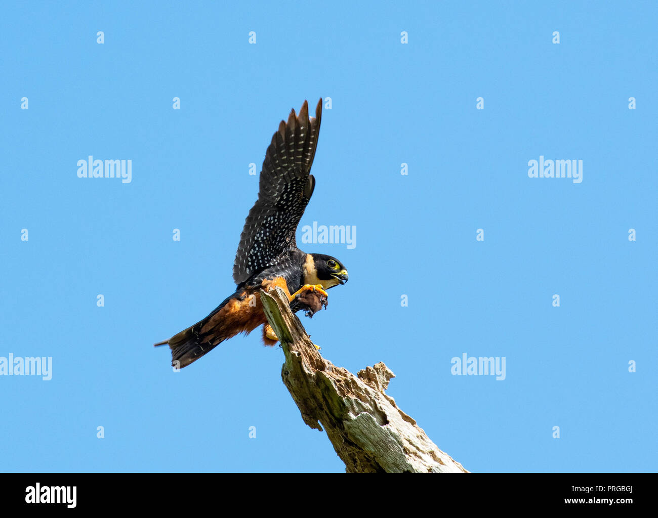 Bat Falcon with a bat in his talons Stock Photo - Alamy
