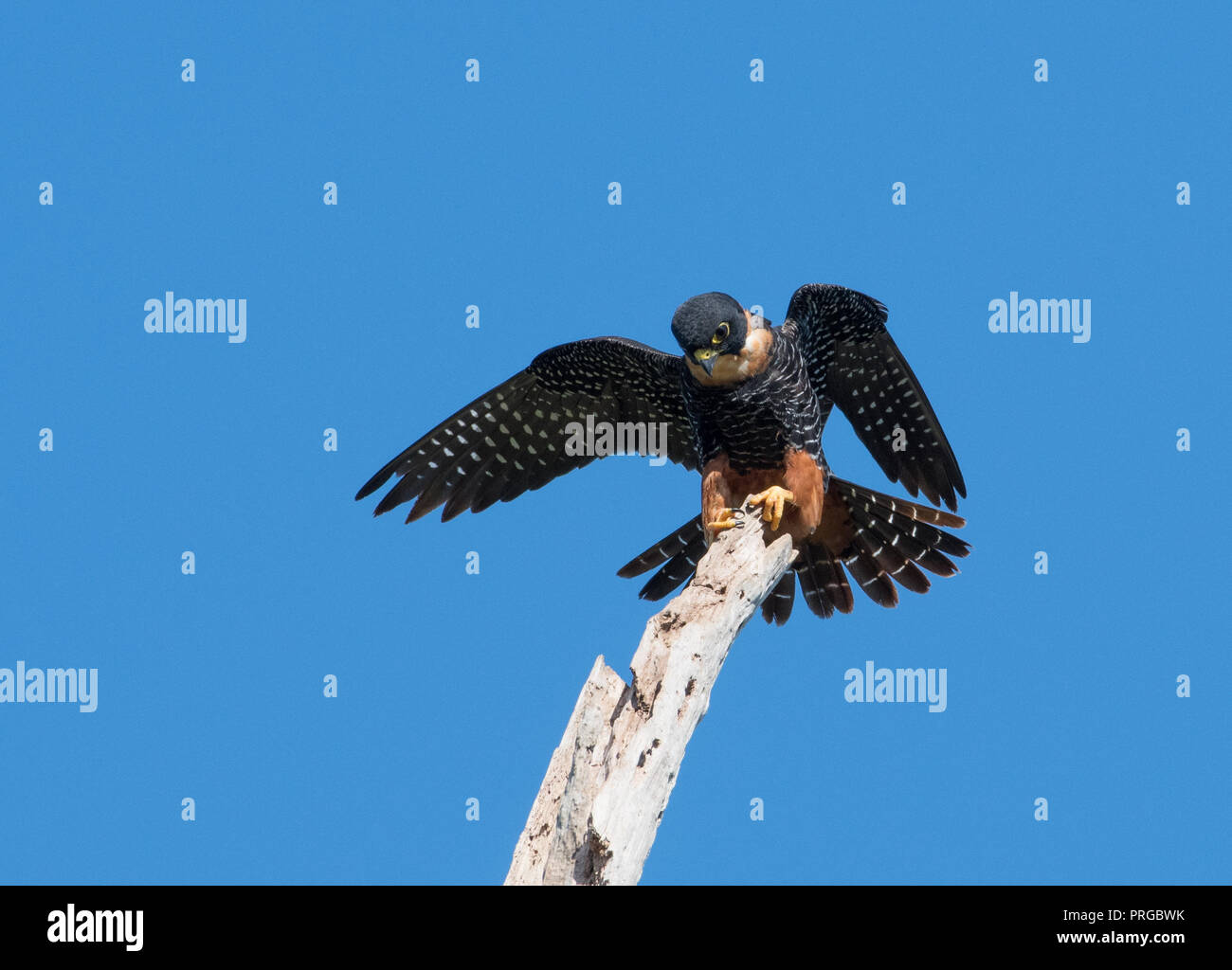 Bat Falcon with a bat in his talons Stock Photo - Alamy