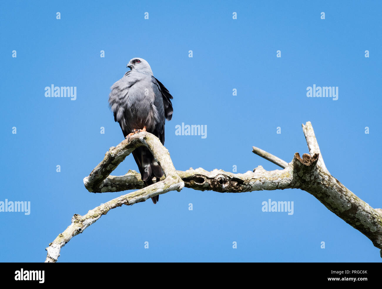 Plumbeous hawk hi-res stock photography and images - Alamy