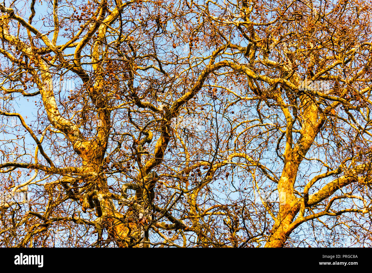 Blue sky golden colour hi-res stock photography and images - Alamy