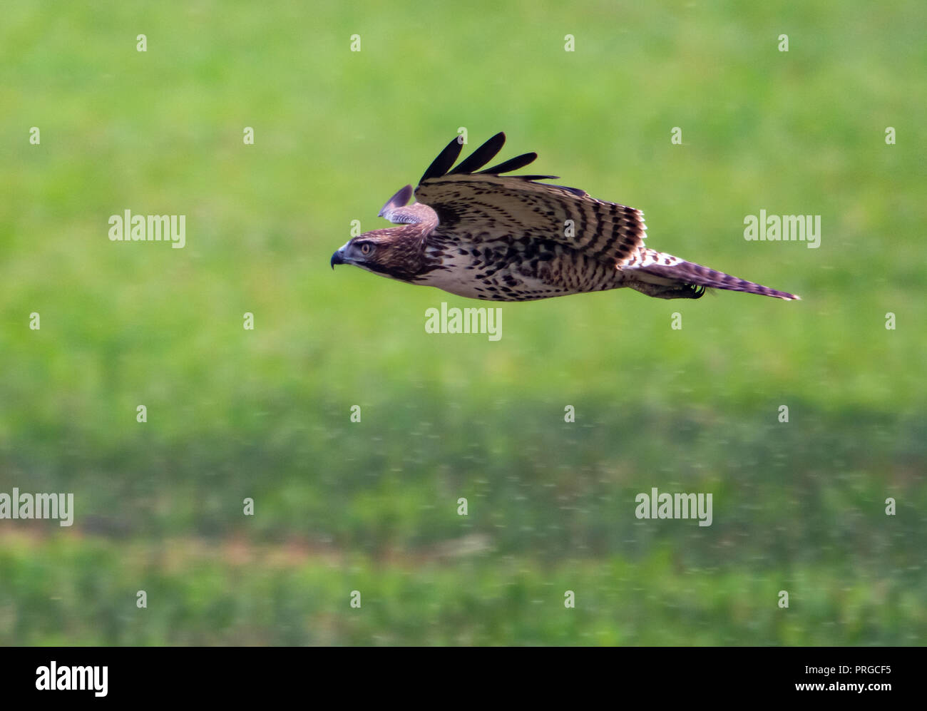Hawk in field hi-res stock photography and images - Alamy