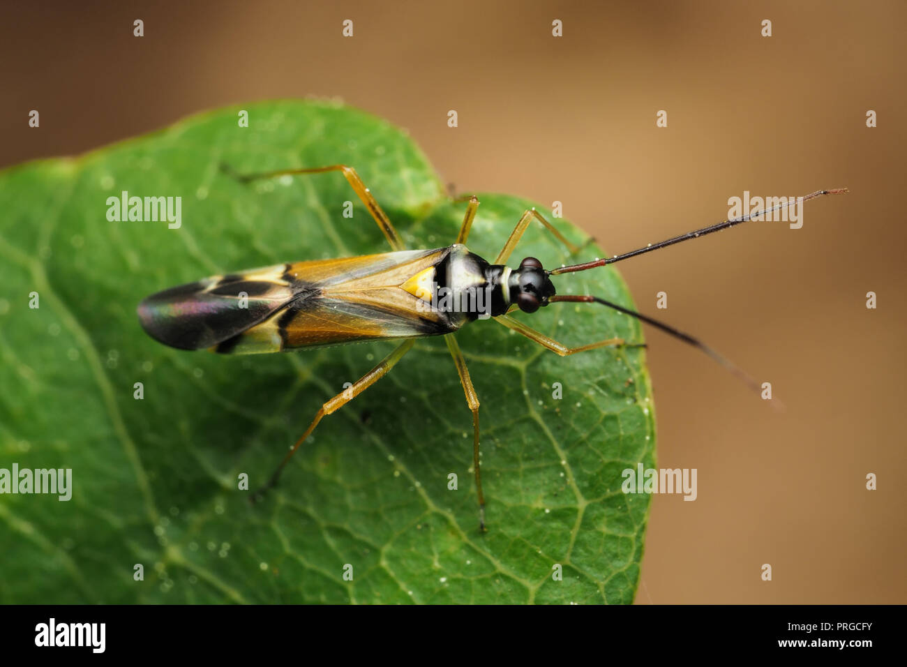 Cyllecoris histrionius mirid bug resting on oak leaf. Tipperary ...
