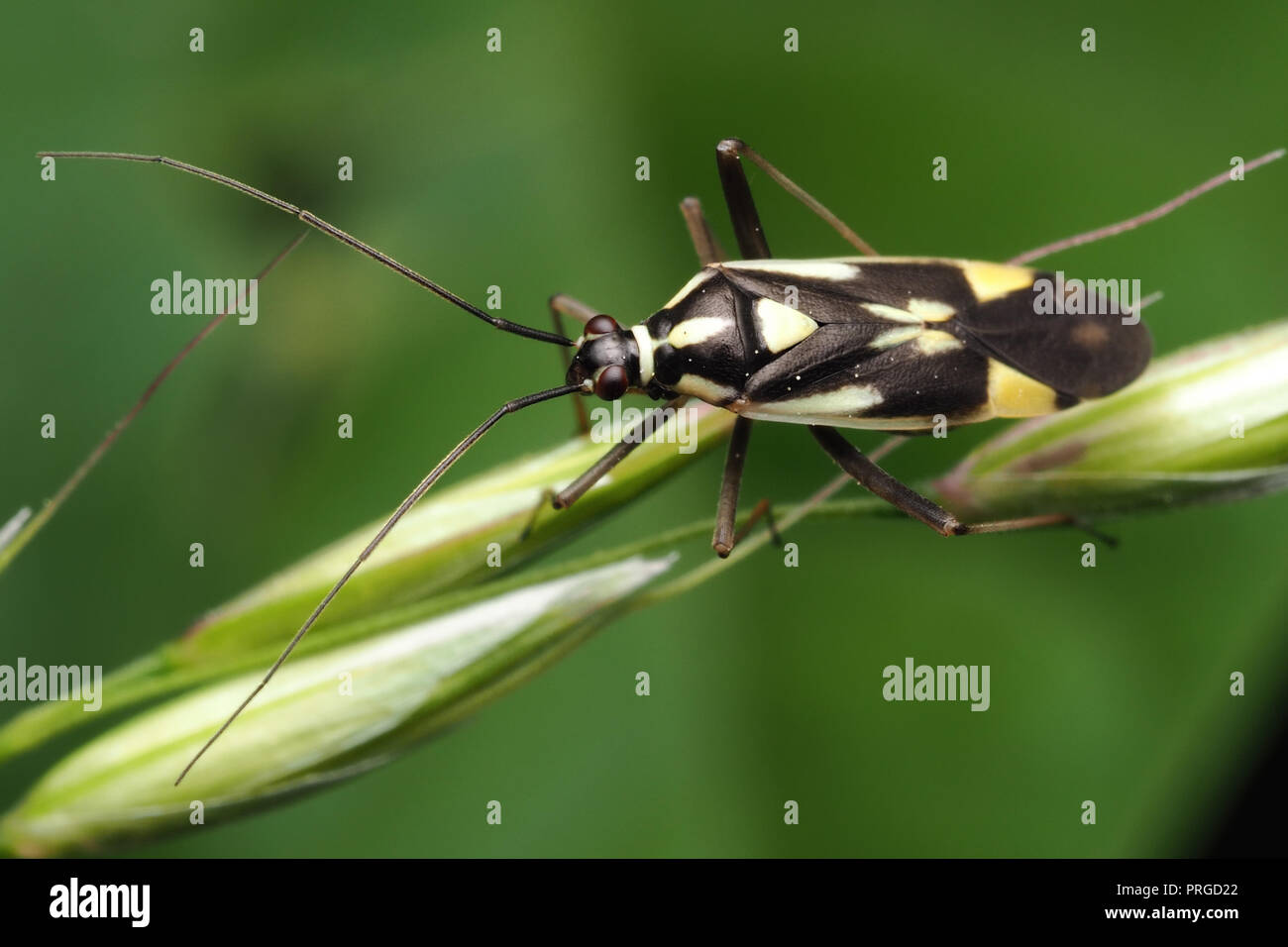 Yellow and black bug hi-res stock photography and images - Alamy
