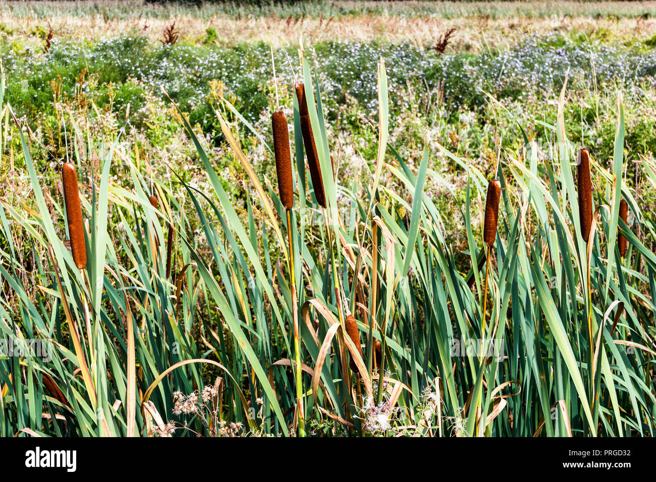 Reed beds river lea hi-res stock photography and images - Alamy