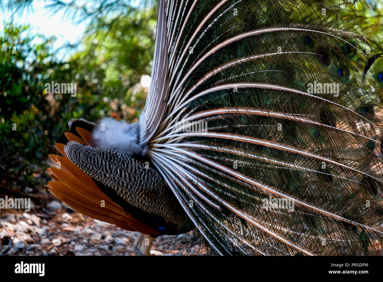 Peacock Shape High Resolution Stock Photography and Images - Alamy