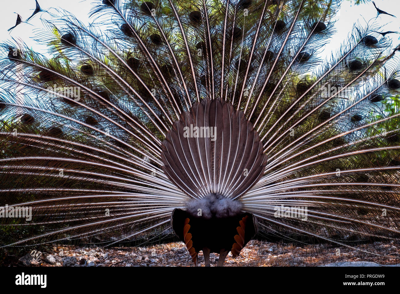 Rear Of Tail Feathers High Resolution Stock Photography and Images - Alamy