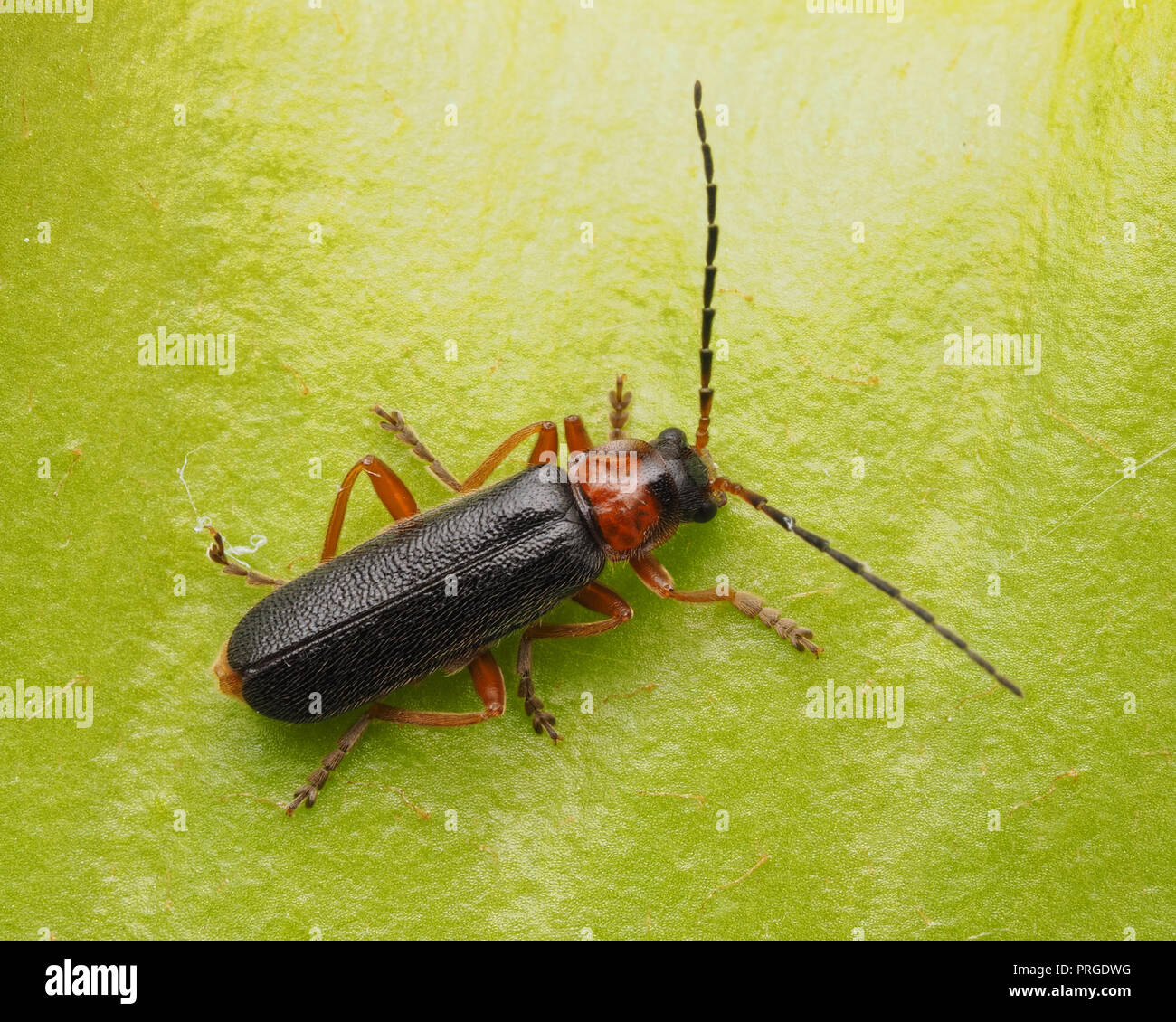 Dorsal view of Soldier Beetle (Cantharis sp) on leaf. Tipperary ...