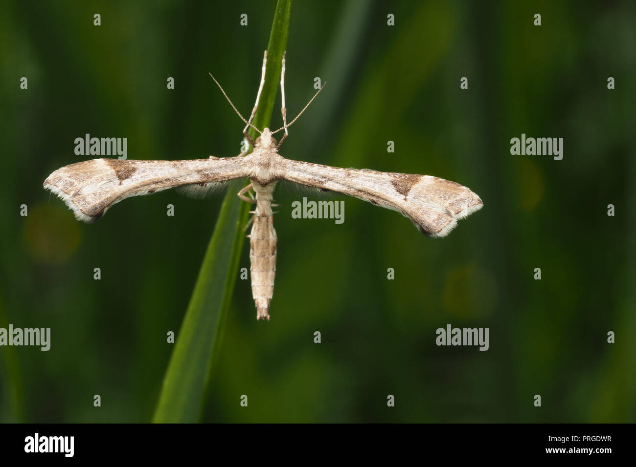 Triangle plume moth (Platyptilia gonodactyla) perched on blade of grass ...