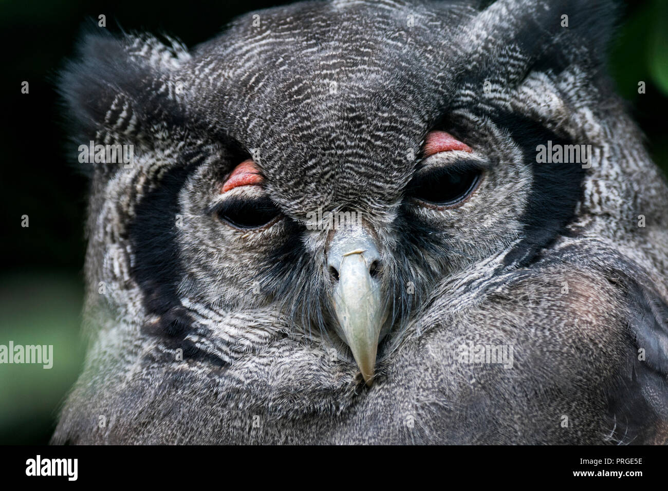 Bird of prey eyelid eyelids hi-res stock photography and images - Alamy