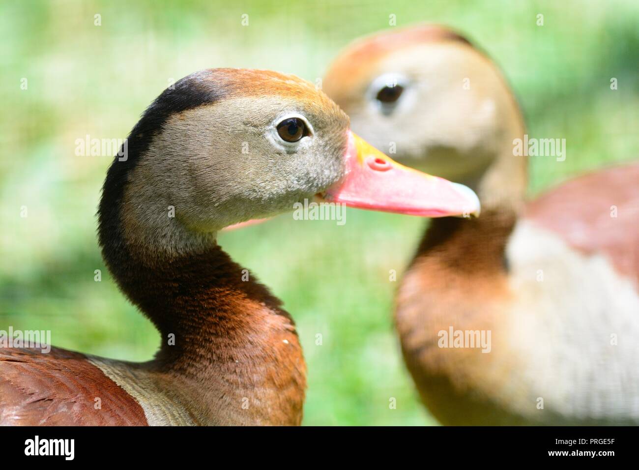 Head shot of a two black bellied whistlind ducks (dendrocygna ...