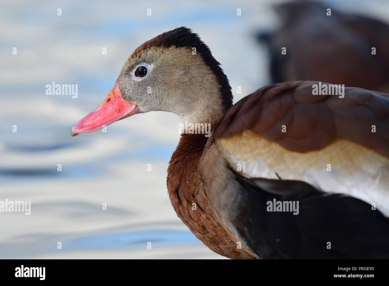side view of a black bellied whistling duck (dendrocygna autumnalis ...