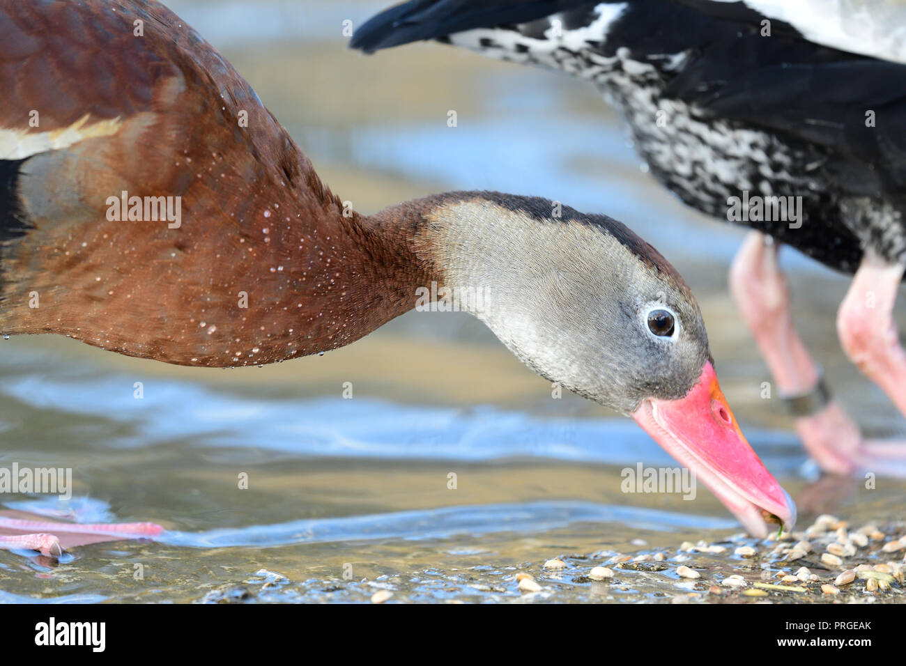 Close up of a black bellied whistling duck (dendrocygna autumnalis ...