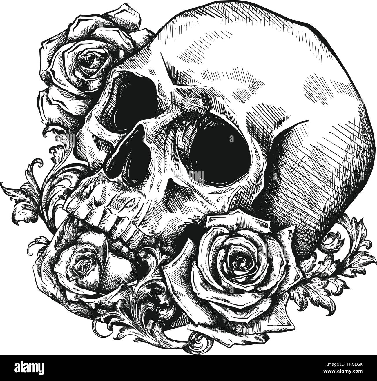 A human skull with roses on white background Stock Vector Image & Art ...