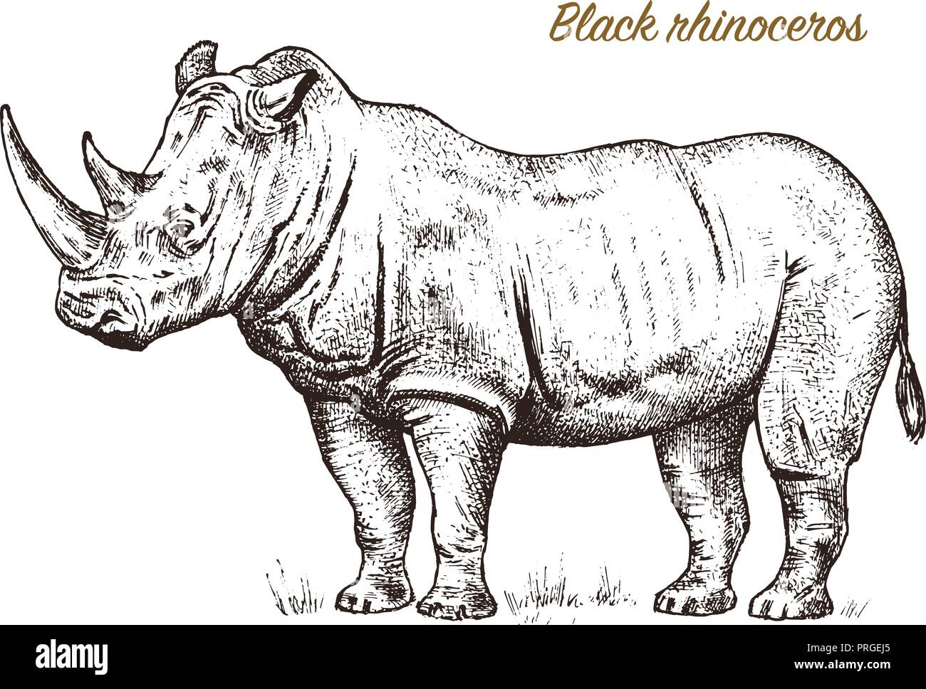 Rhino Drawings Black And White