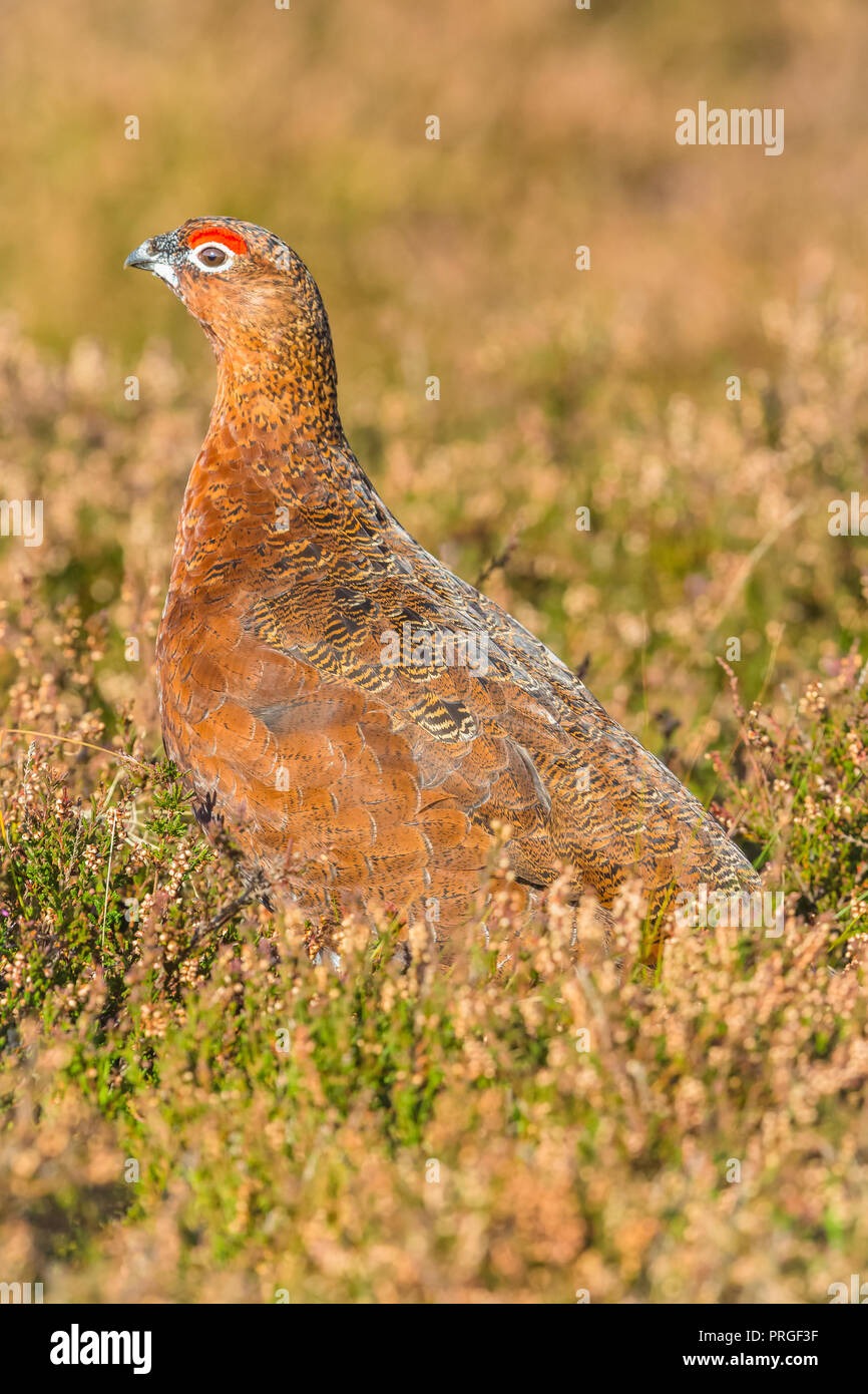 Yorkshire bird birds game hi-res stock photography and images - Alamy