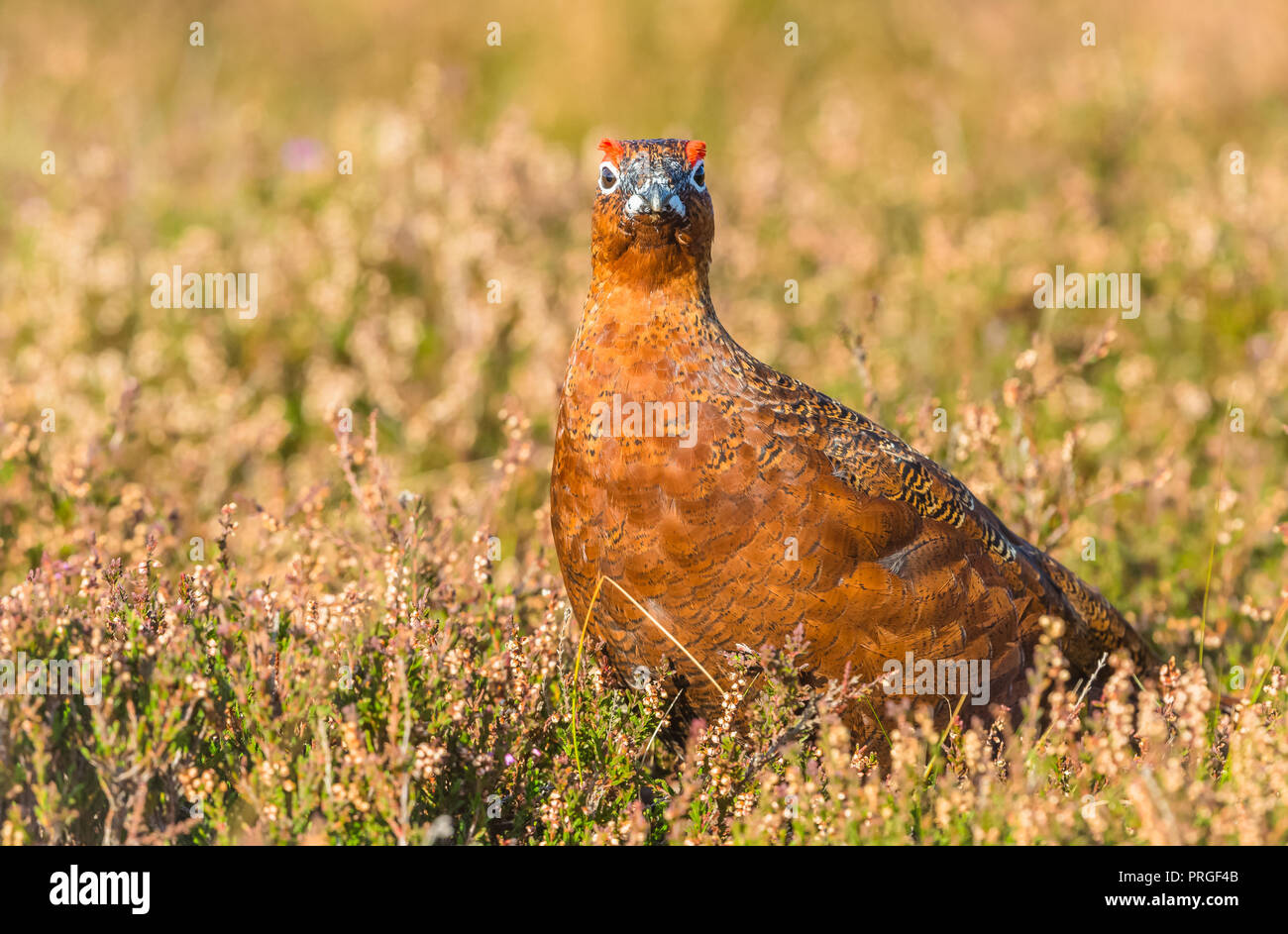 Driven grouse shooting uk hi-res stock photography and images - Alamy