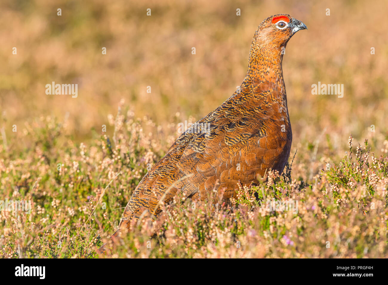 Red Grouse in natural habitat of heather and grasses on Grouse Moor in ...