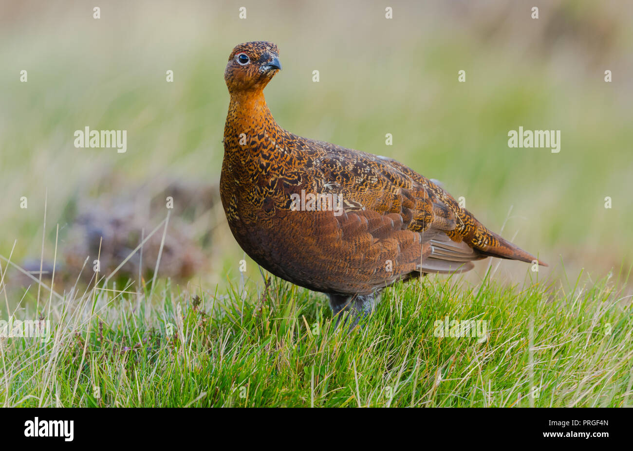 Red Grouse in natural habitat of heather and grasses on Grouse Moor in ...