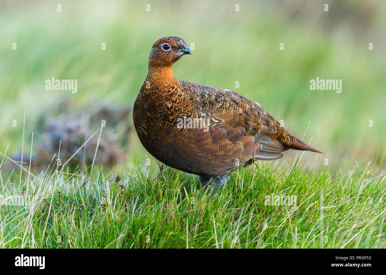 Driven grouse shooting uk hi-res stock photography and images - Alamy