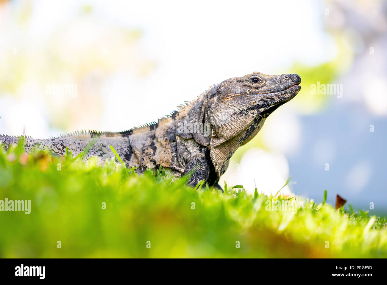 Scaley tail hi-res stock photography and images - Alamy