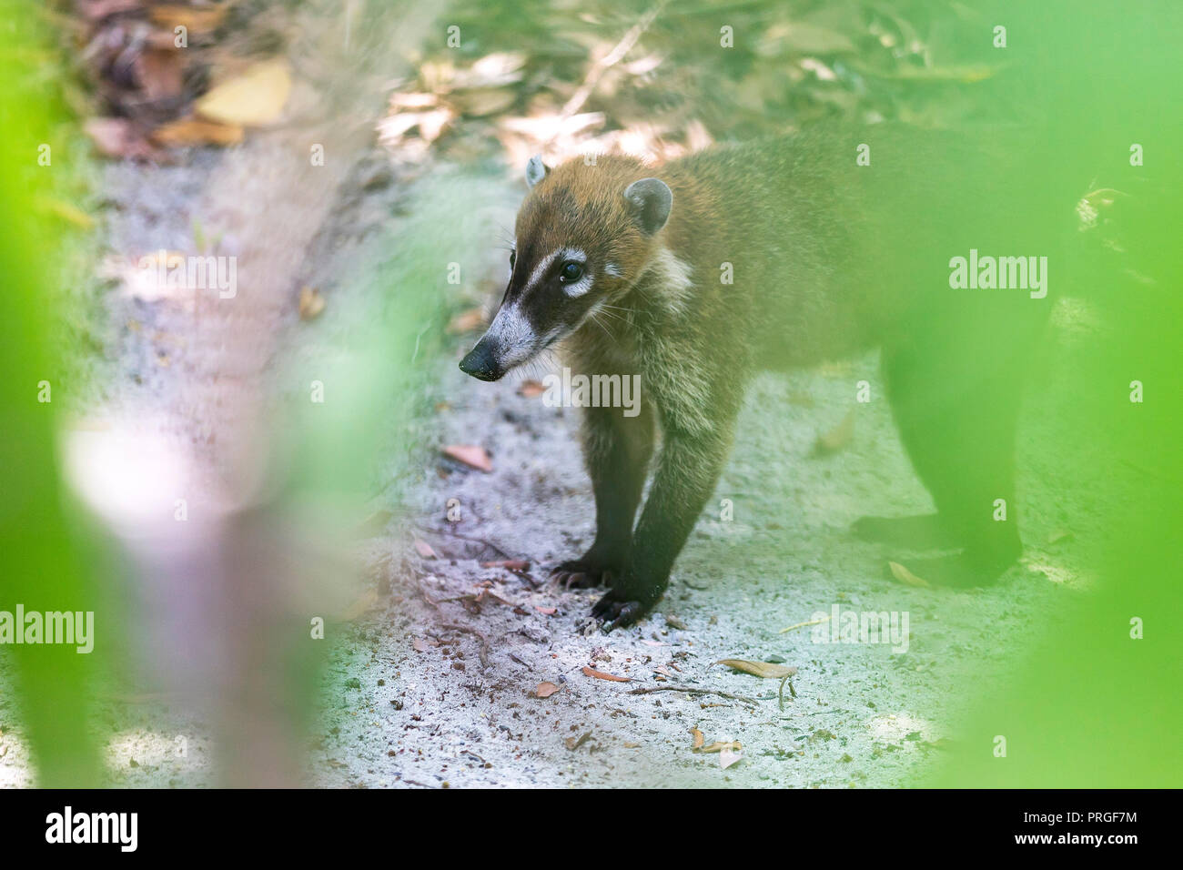 Cozumel coati hi-res stock photography and images - Alamy