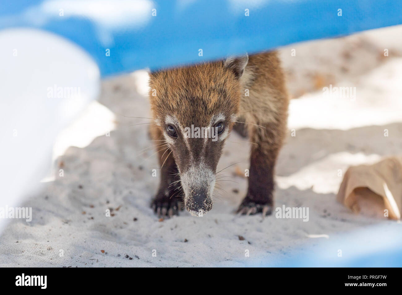 Shy and cuddly Coati or coatimundi wearily peeking through a gap in the ...
