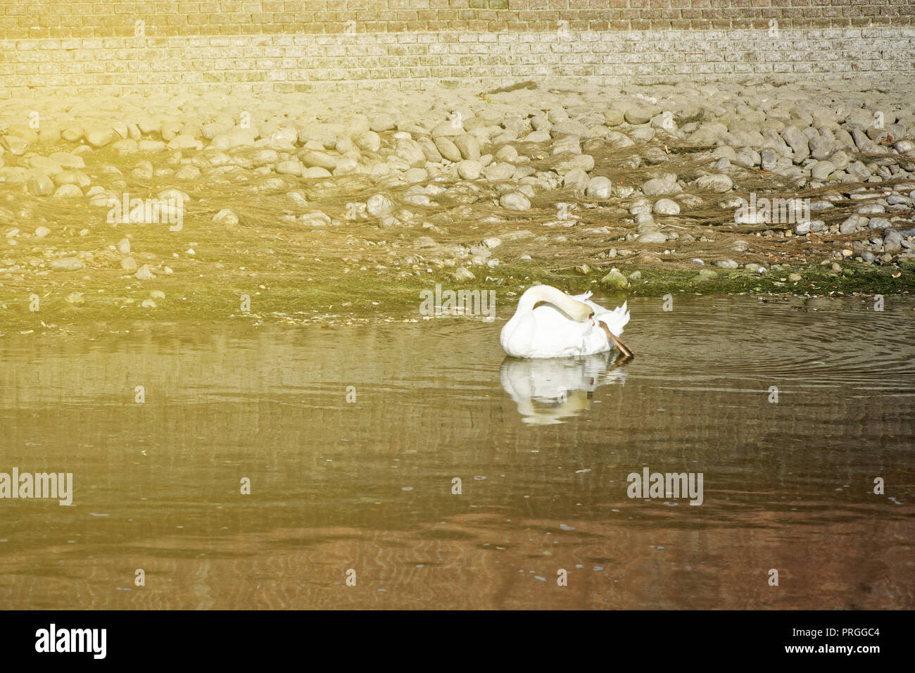 Beautiful white swan with red beak swimming in lake. Wild animal eats ...