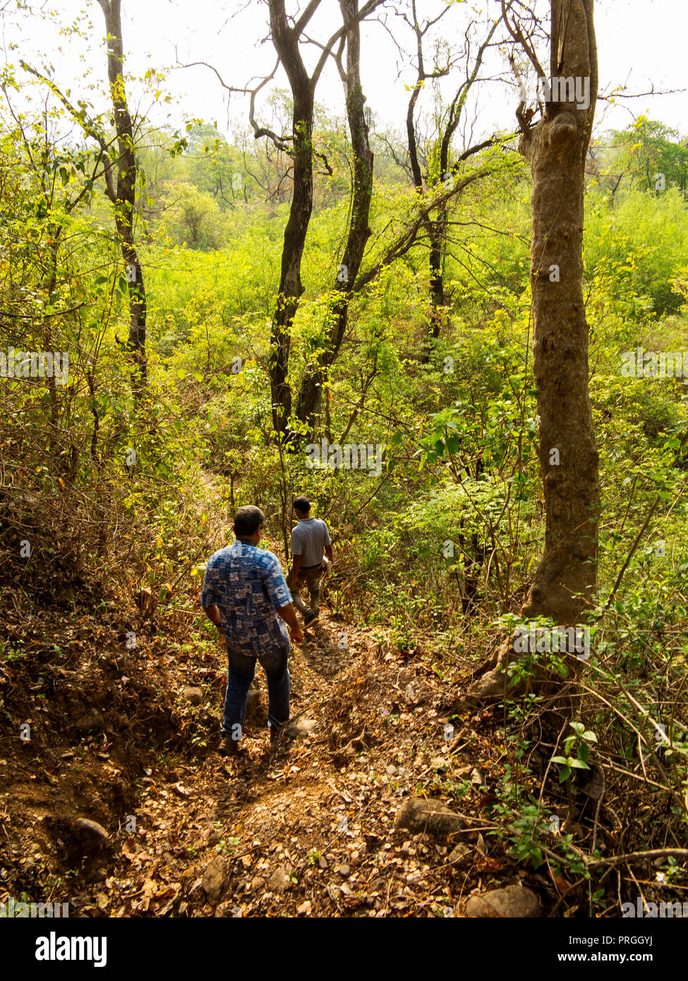 Trekking on Corbett Forest Jungle, Kaladhungi, Uttarakhand, India Stock ...
