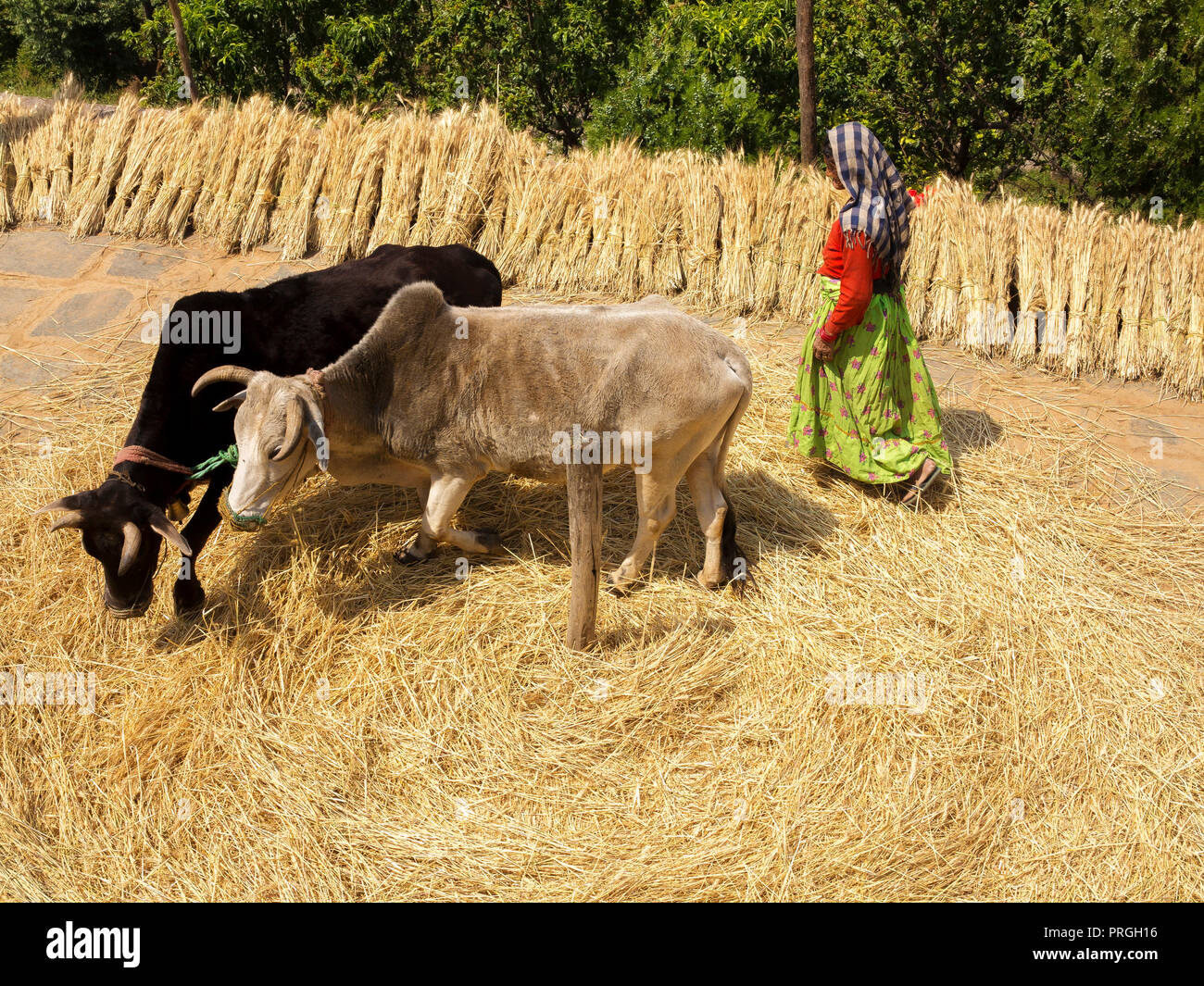 Old indian woman grinding wheat sprouts with the aid of two cows, Kala ...