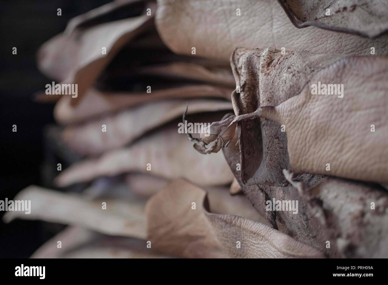 Tannery 19th century hi-res stock photography and images - Alamy