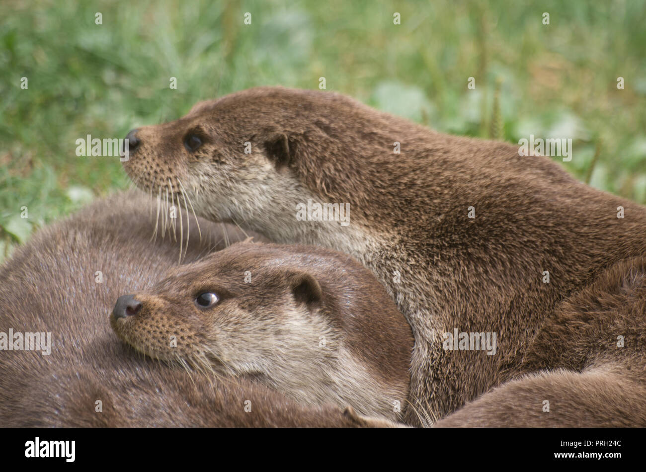 Otter Lutra Lutra British UK Stock Photo - Alamy
