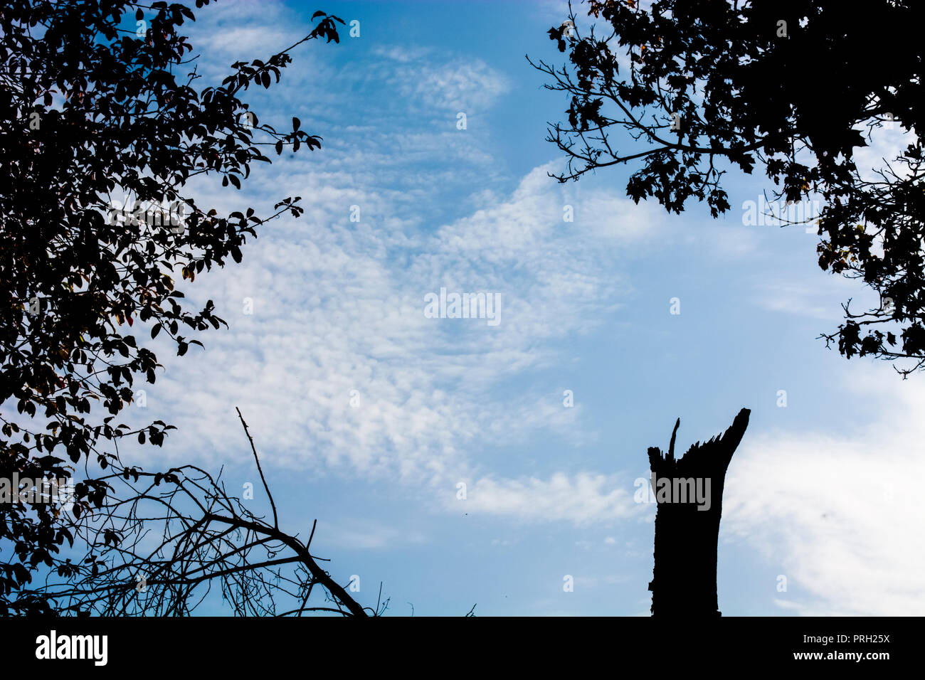Dark tree branches and leaves with blue sky ,nature shapes Stock Photo ...