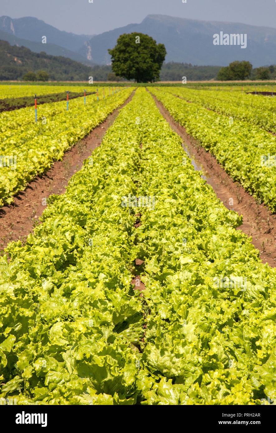 Green colored lettuce farm hi-res stock photography and images - Alamy