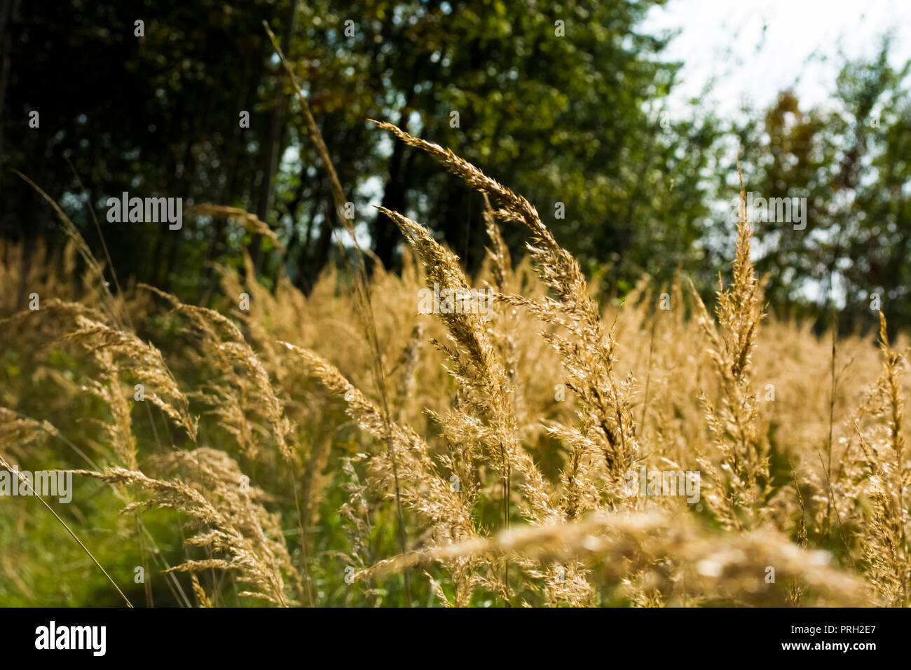 Wild wheat, grass Stock Photo - Alamy