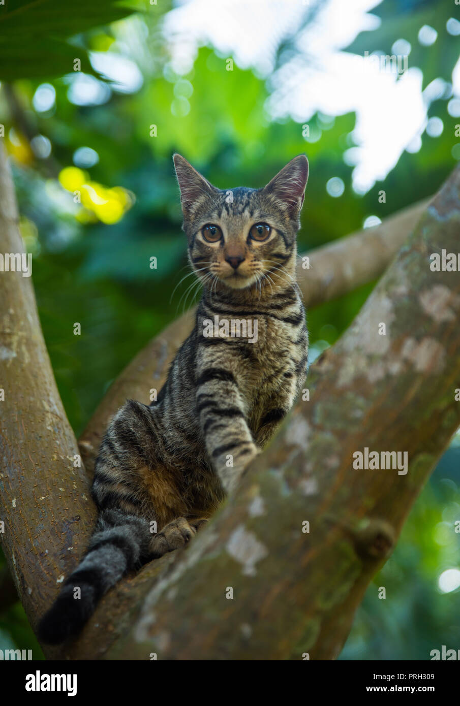 Cat on tree hi-res stock photography and images - Alamy