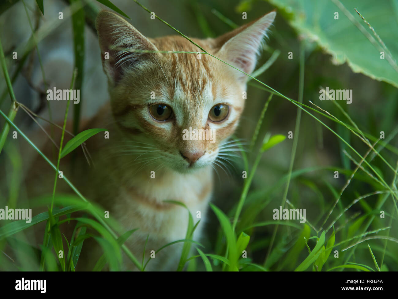 Domestic Cat Curiously Looking Stock Photo - Alamy