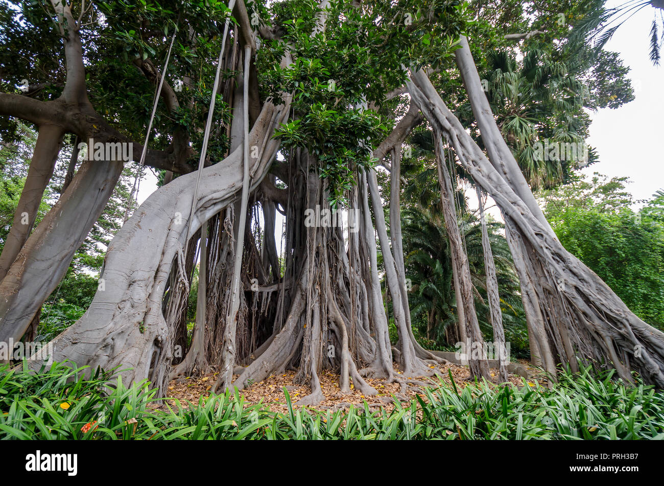 a large old tree with aerial roots Stock Photo - Alamy